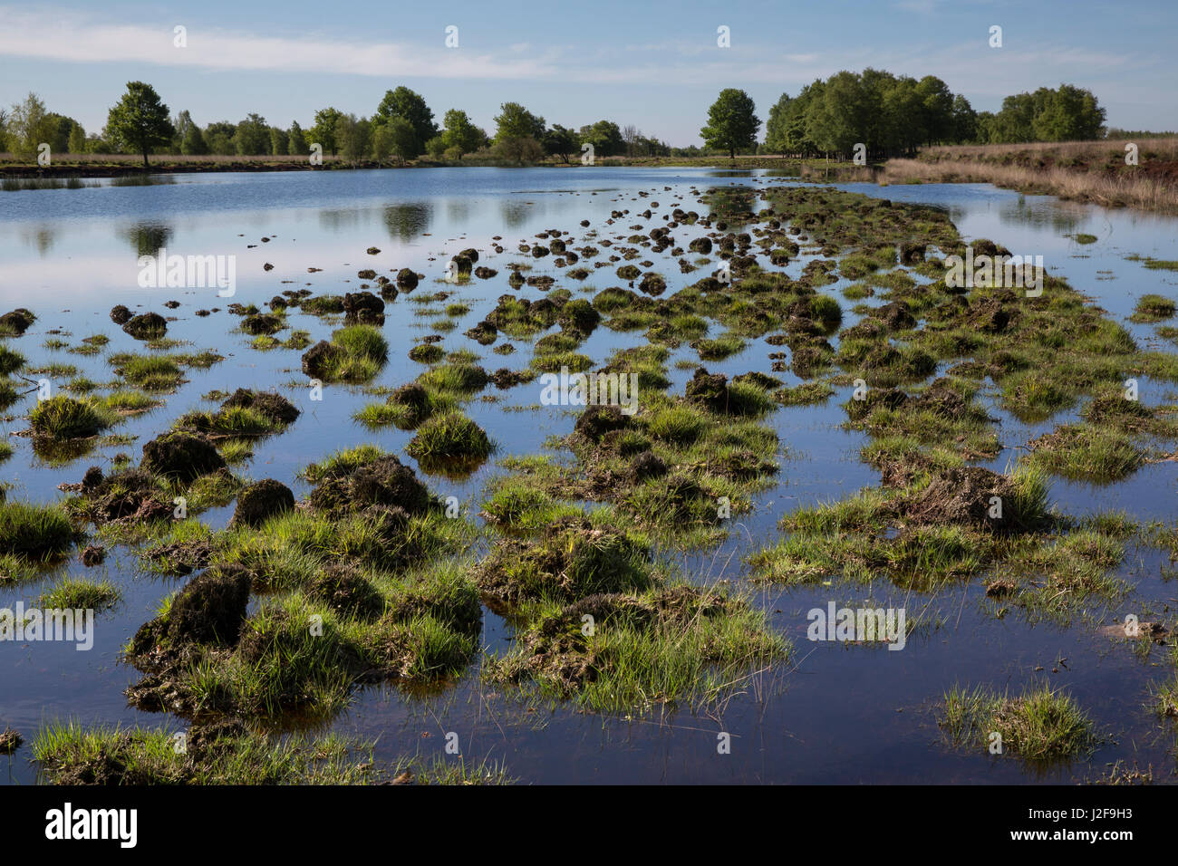 Grass in a mere at the Bargerveen nature reserve Stock Photo - Alamy