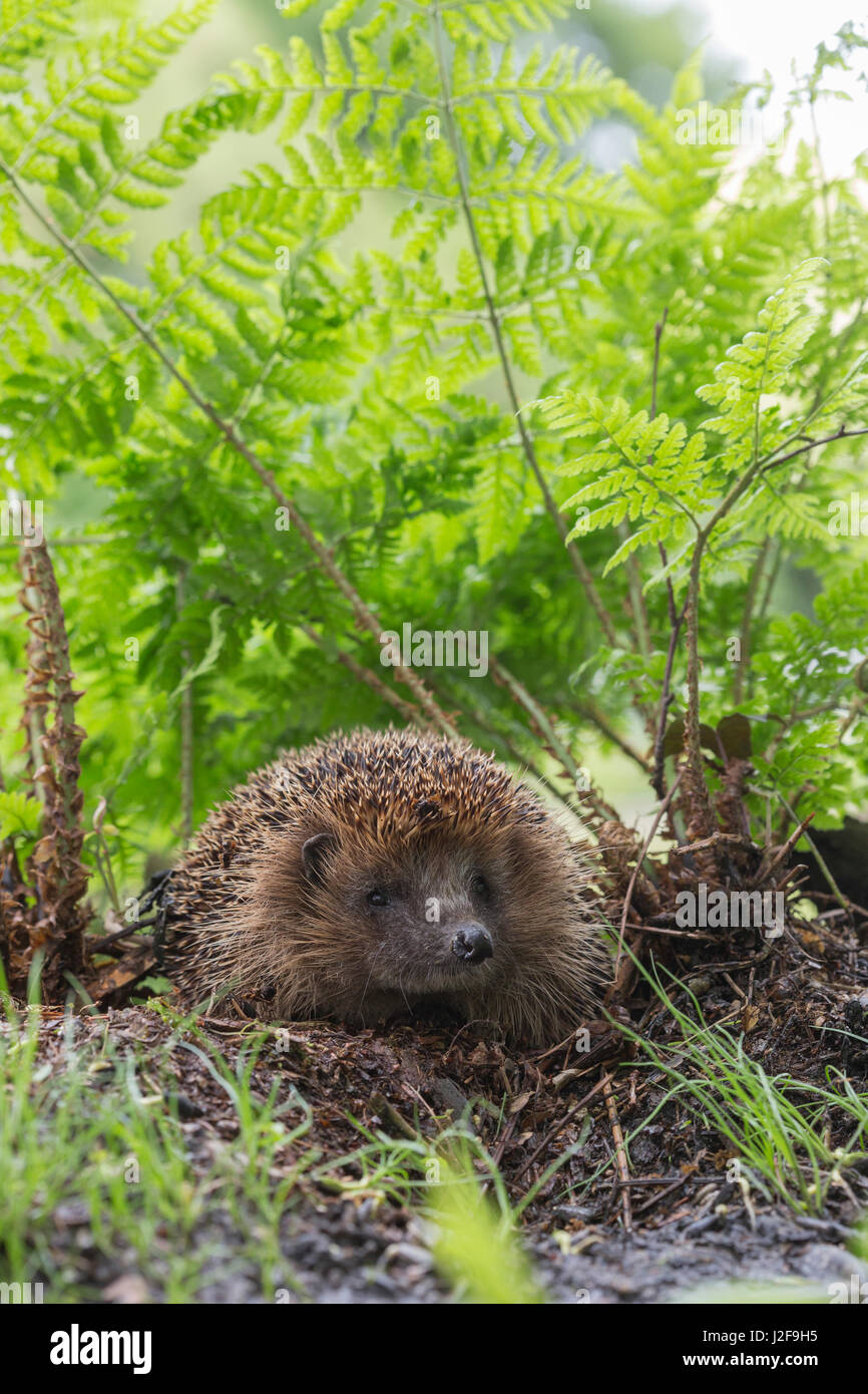 hedgehog in early spring Stock Photo - Alamy