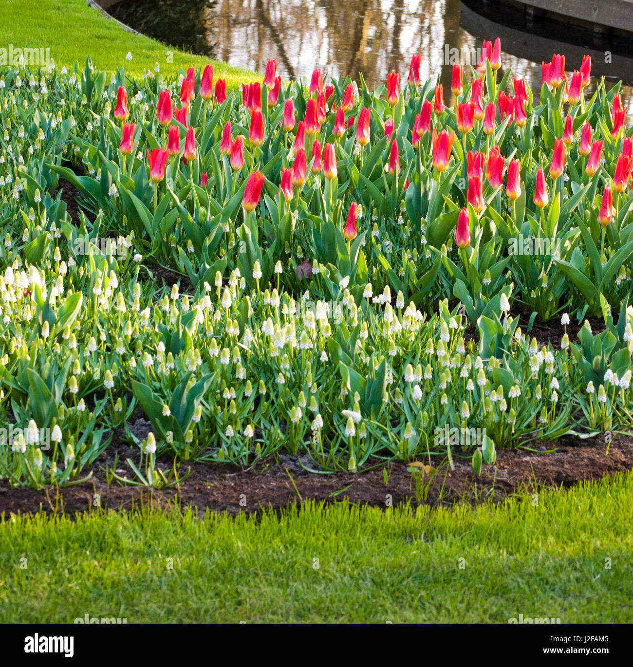 Tulip flower bed Stock Photo - Alamy