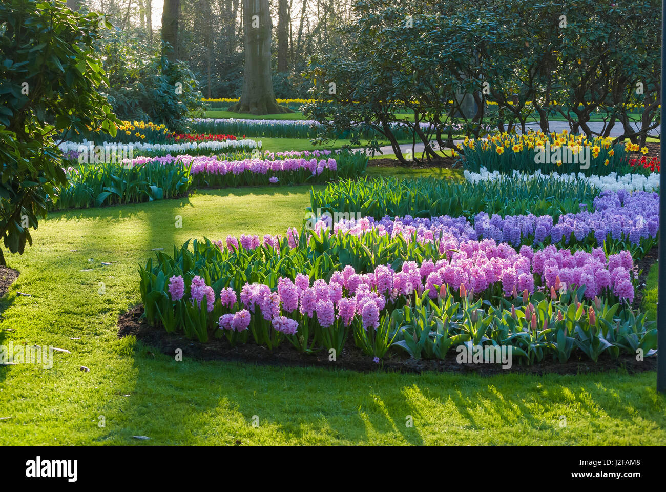 Sunlit spring garden with hyacinth and daffodils Stock Photo - Alamy