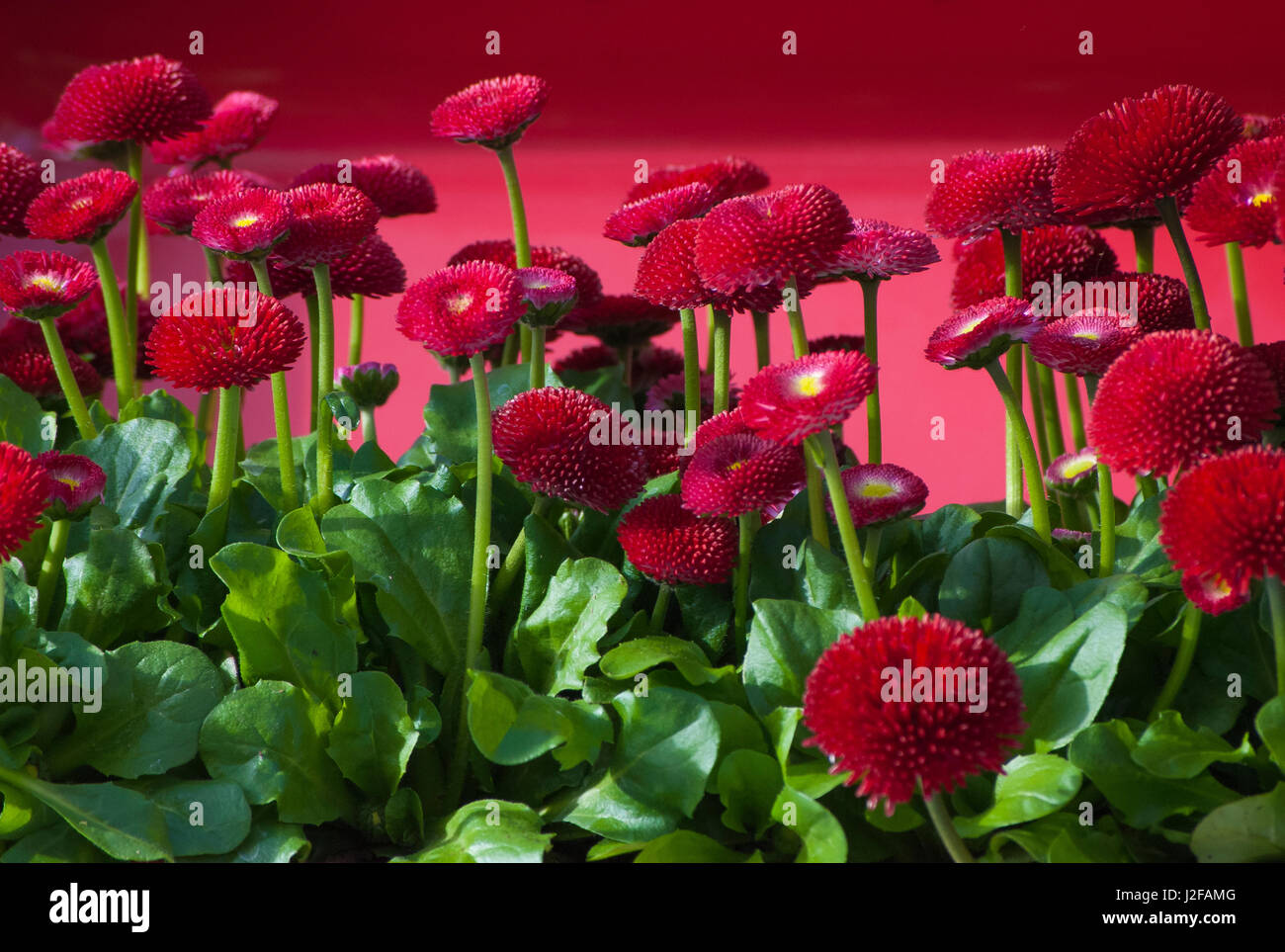 Fancy red English daisies Stock Photo - Alamy