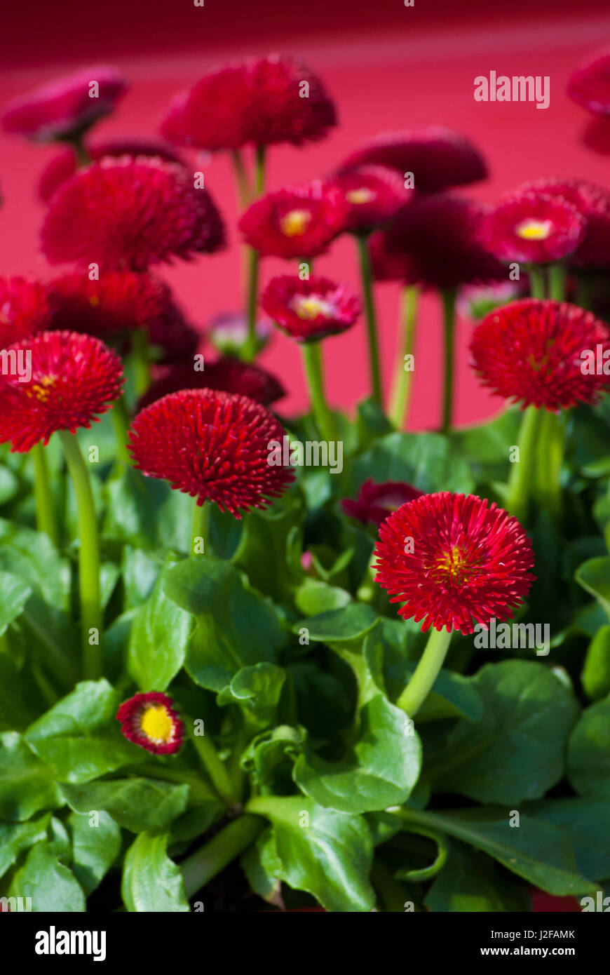 Fancy red English daisies Stock Photo - Alamy