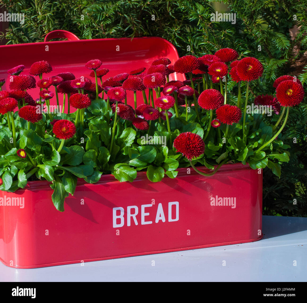 Fancy red English daisies Stock Photo - Alamy