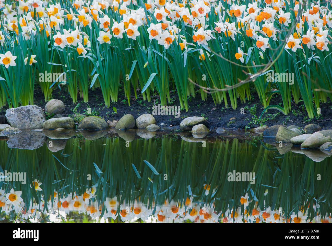 Narcissus Reflection Pool