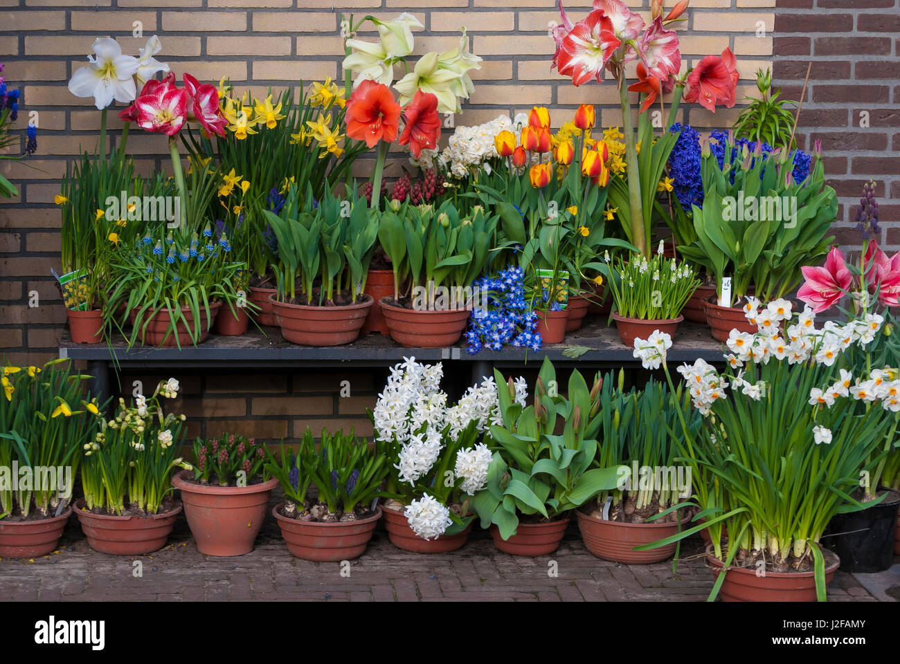 Potted spring flowers Stock Photo - Alamy