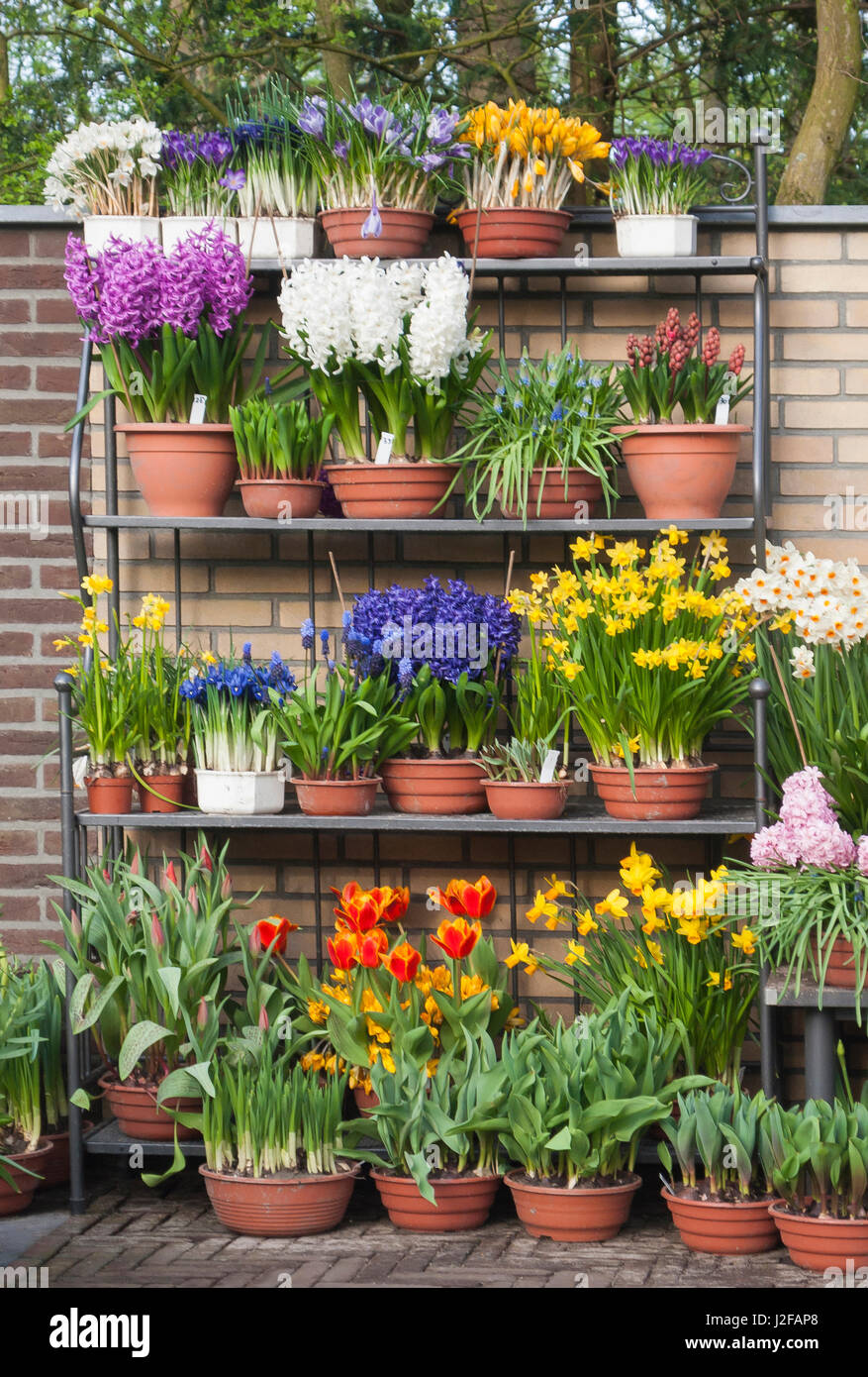 Potted spring flowers on garden bench Stock Photo - Alamy