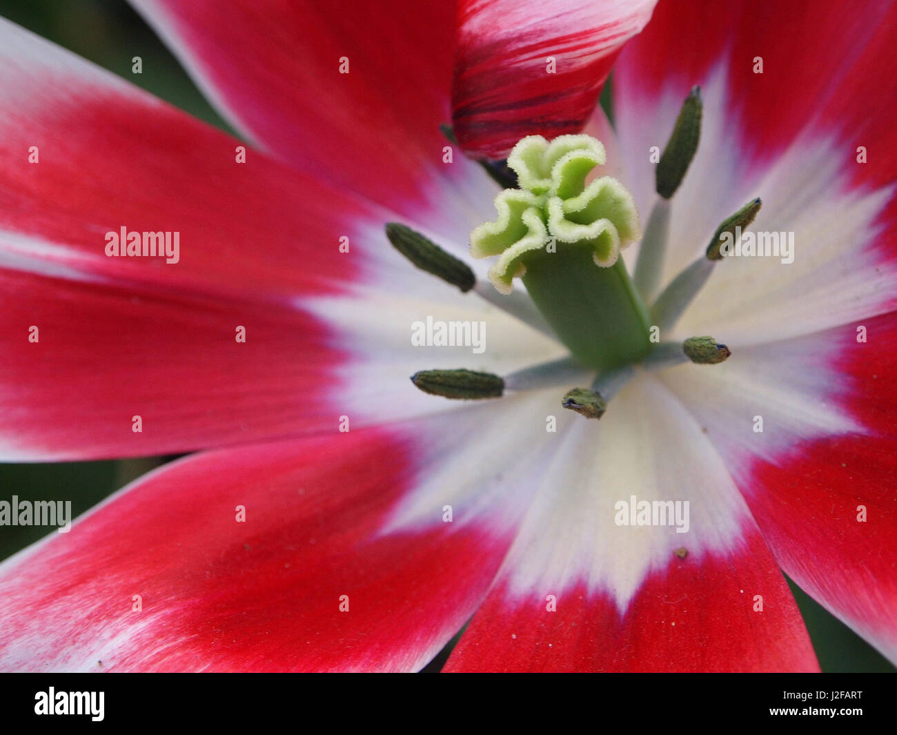 Close-up of tulip Stock Photo - Alamy