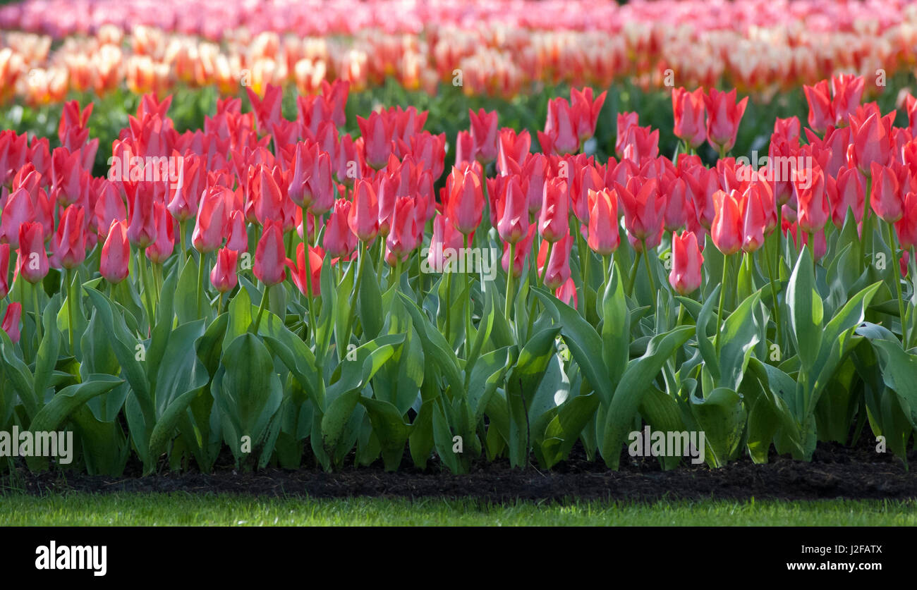 Red tulip flower bed in Holland Stock Photo - Alamy