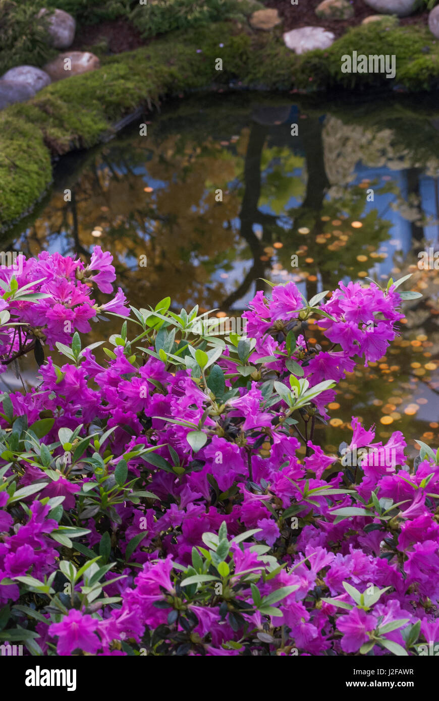 Blooming hot pink rhododendron Stock Photo - Alamy