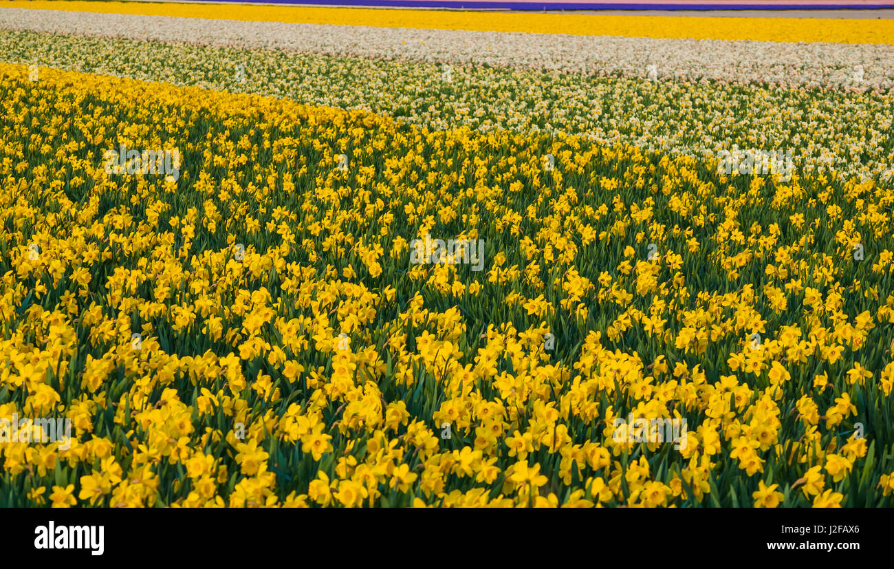 Yellow daffodil field Stock Photo - Alamy