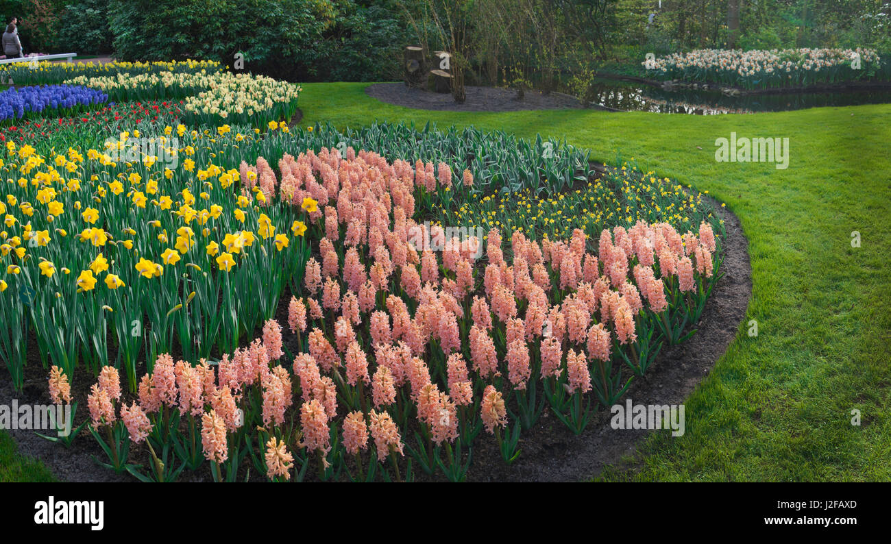 Hyacinth and daffodil flowerbed Stock Photo - Alamy