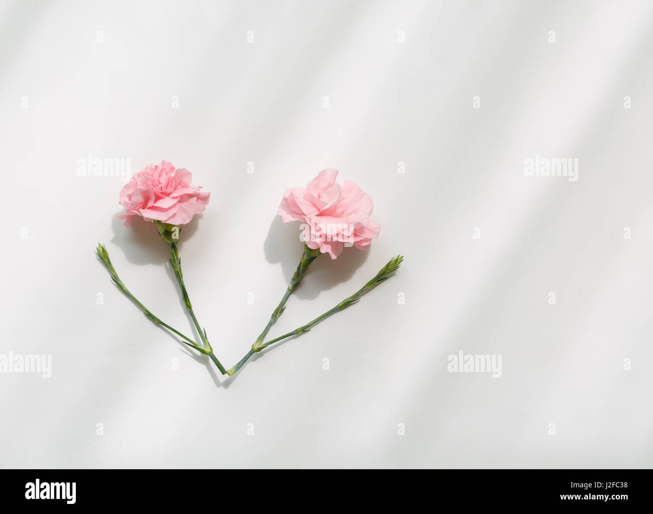 Pink carnation background, mother's Day symbol Stock Photo - Alamy