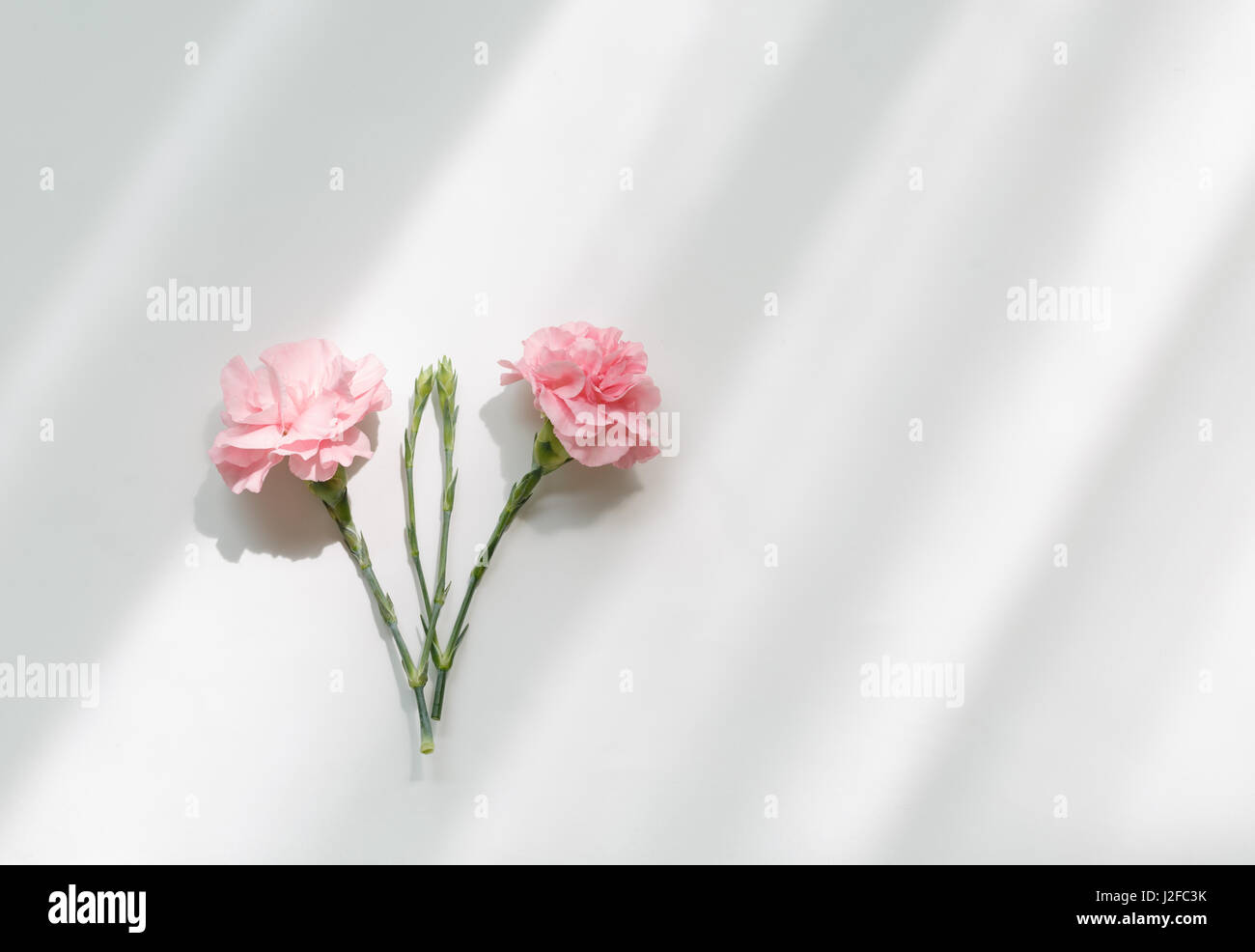 Pink carnation background, mother's Day symbol Stock Photo - Alamy