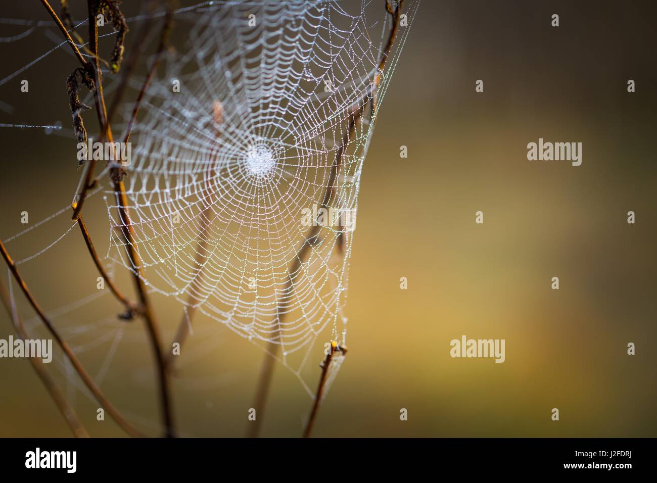 Spider web with dew droplets in big close up. Cobweb macro photographed ...