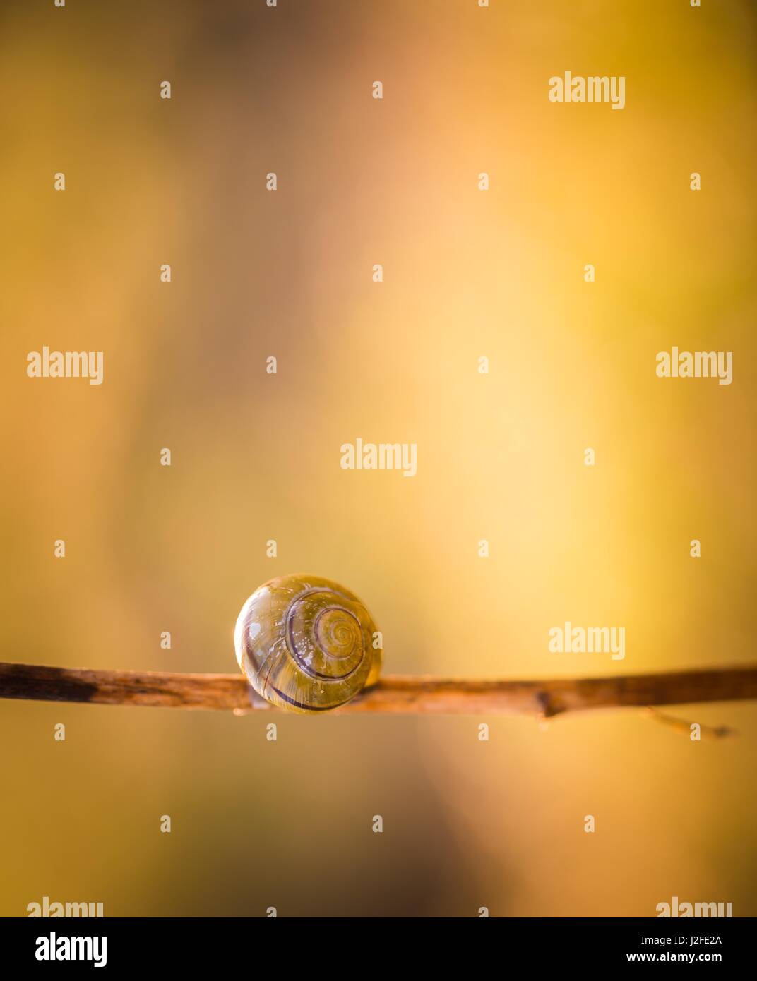 Beautiful macro of snail sleeping in shell on plant. Snail shell ...