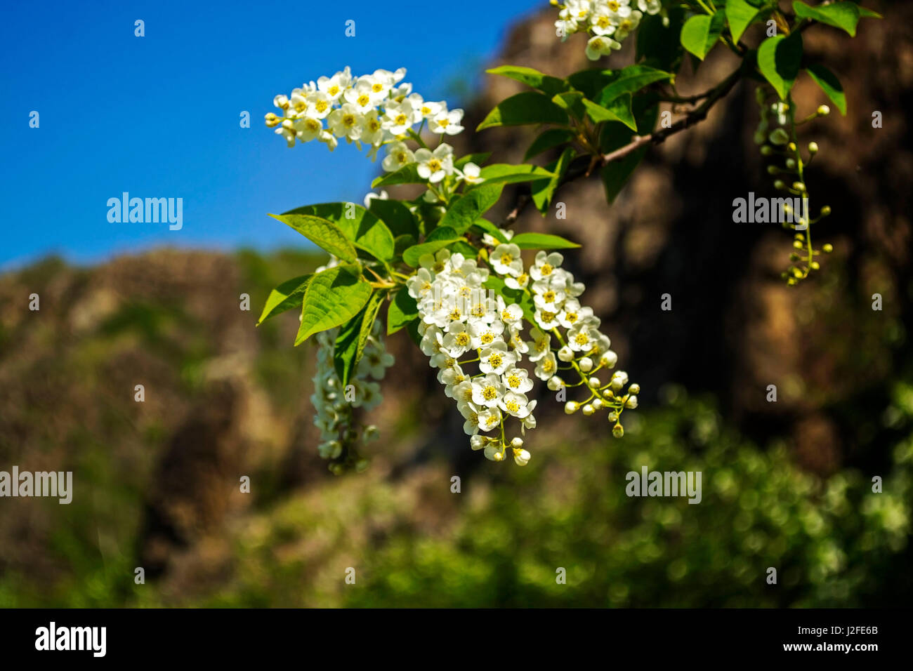 Flowering bird cherry. The branch of bird-cherry tree Stock Photo - Alamy