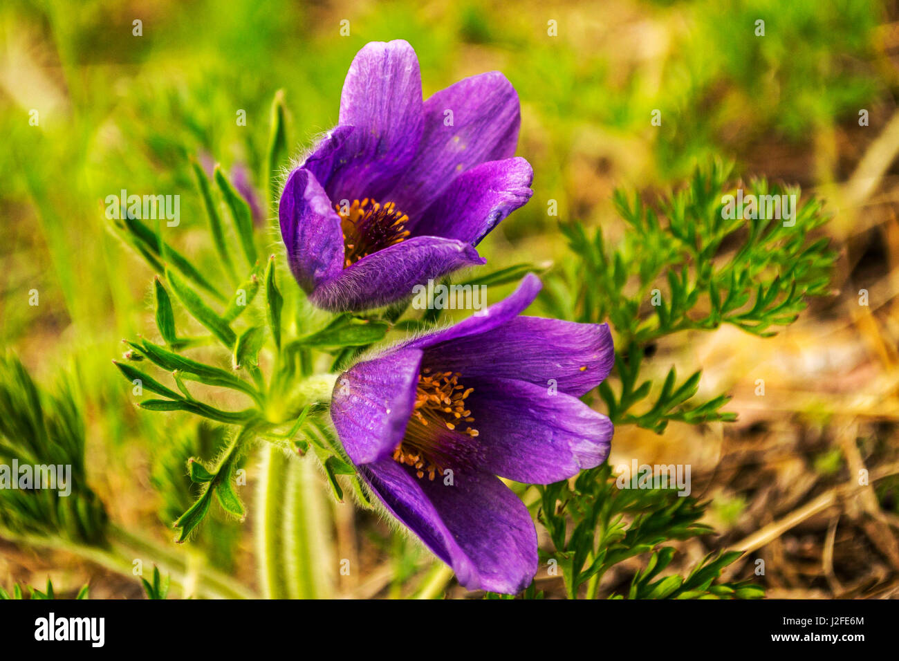 First violet spring flowers Stock Photo - Alamy
