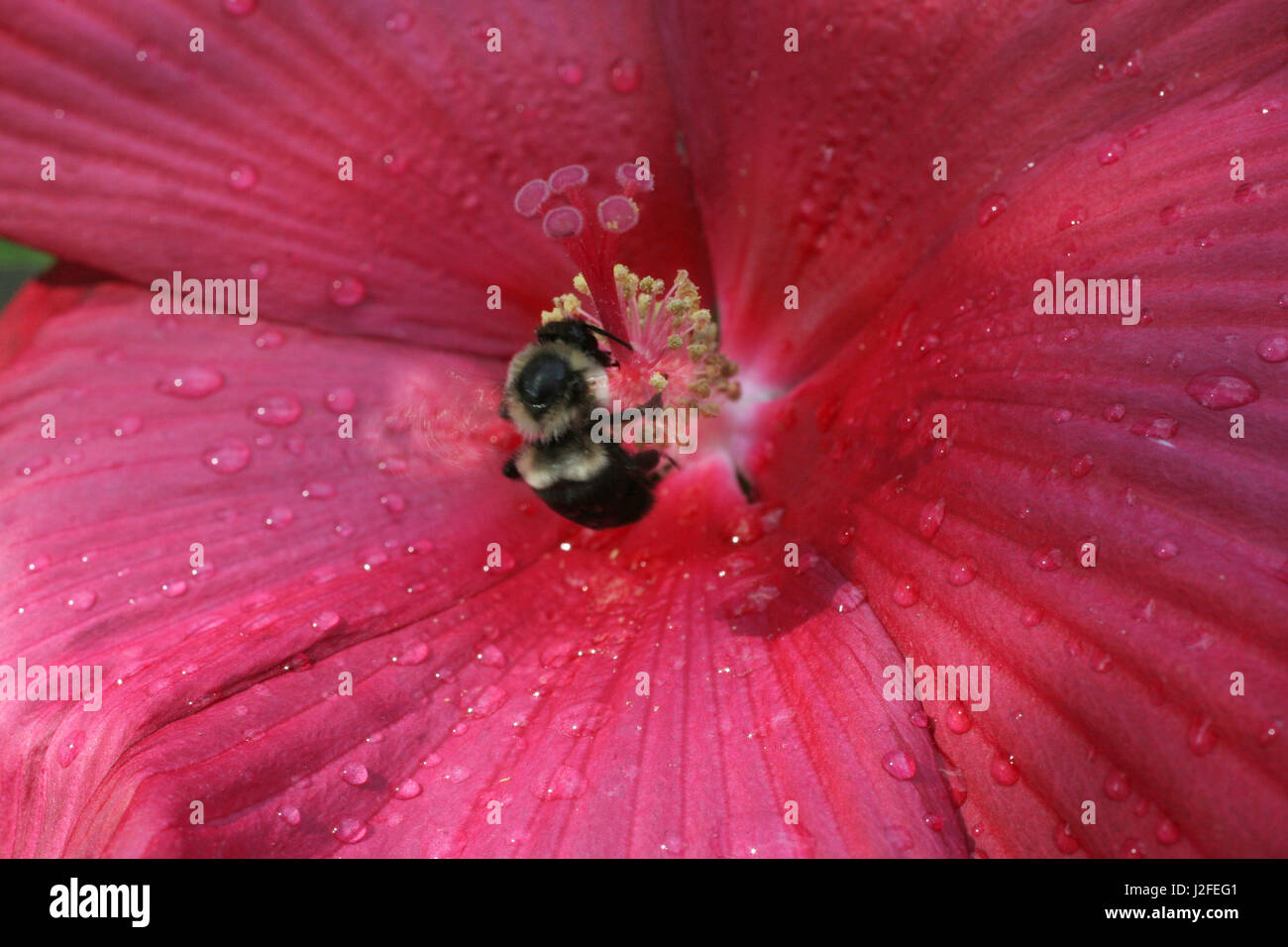 Red Hibiscus Abstract Stock Photo - Alamy