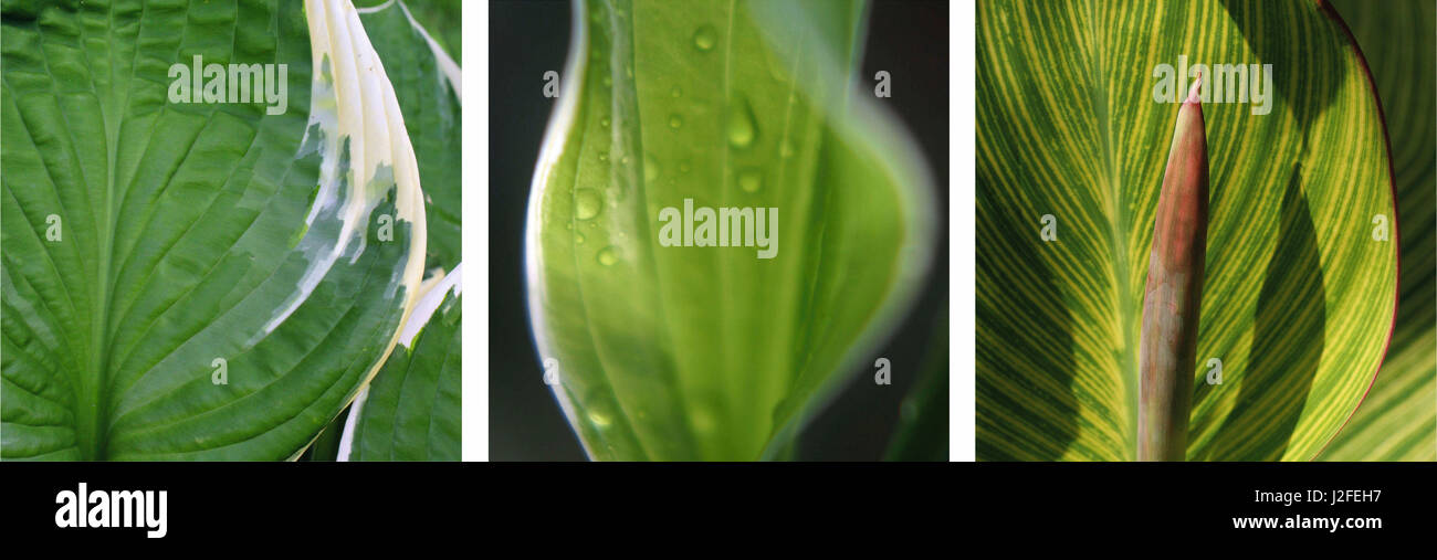 Hosta Leaf Triptych Stock Photo - Alamy