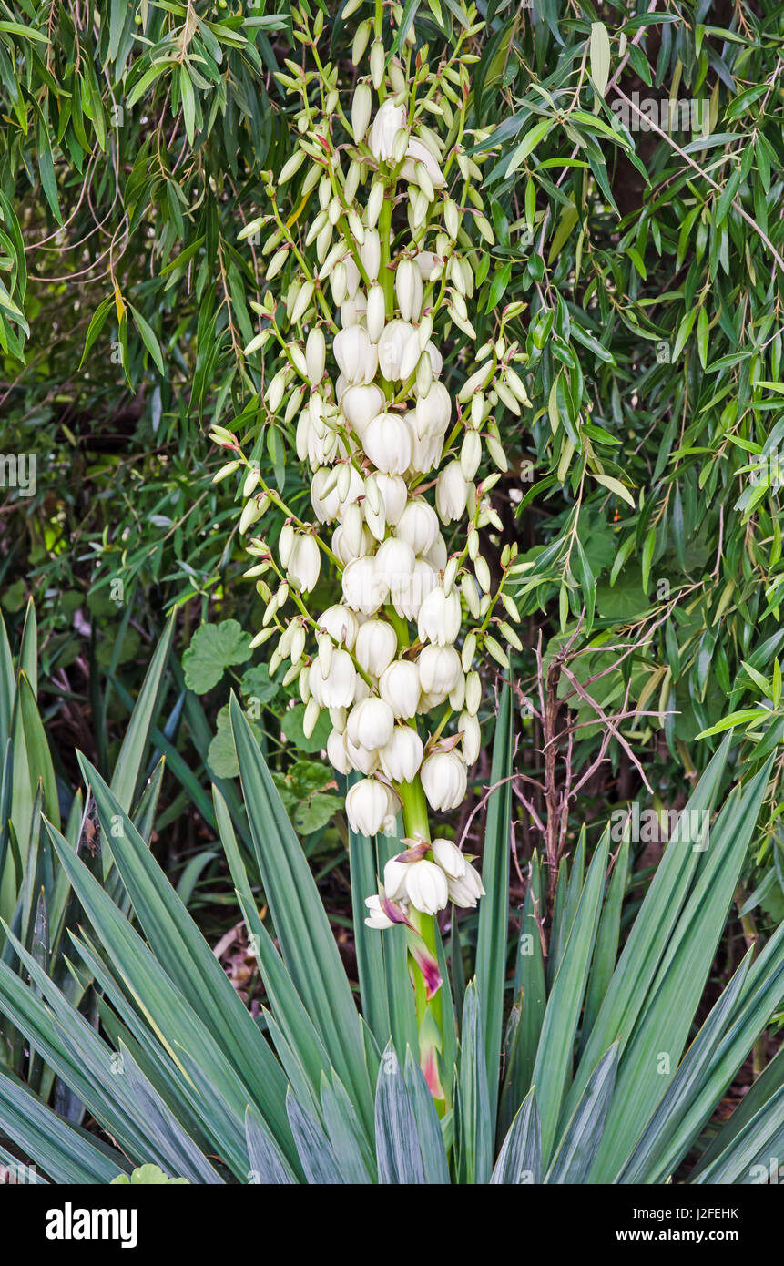 Yucca Flower Clipart Vine