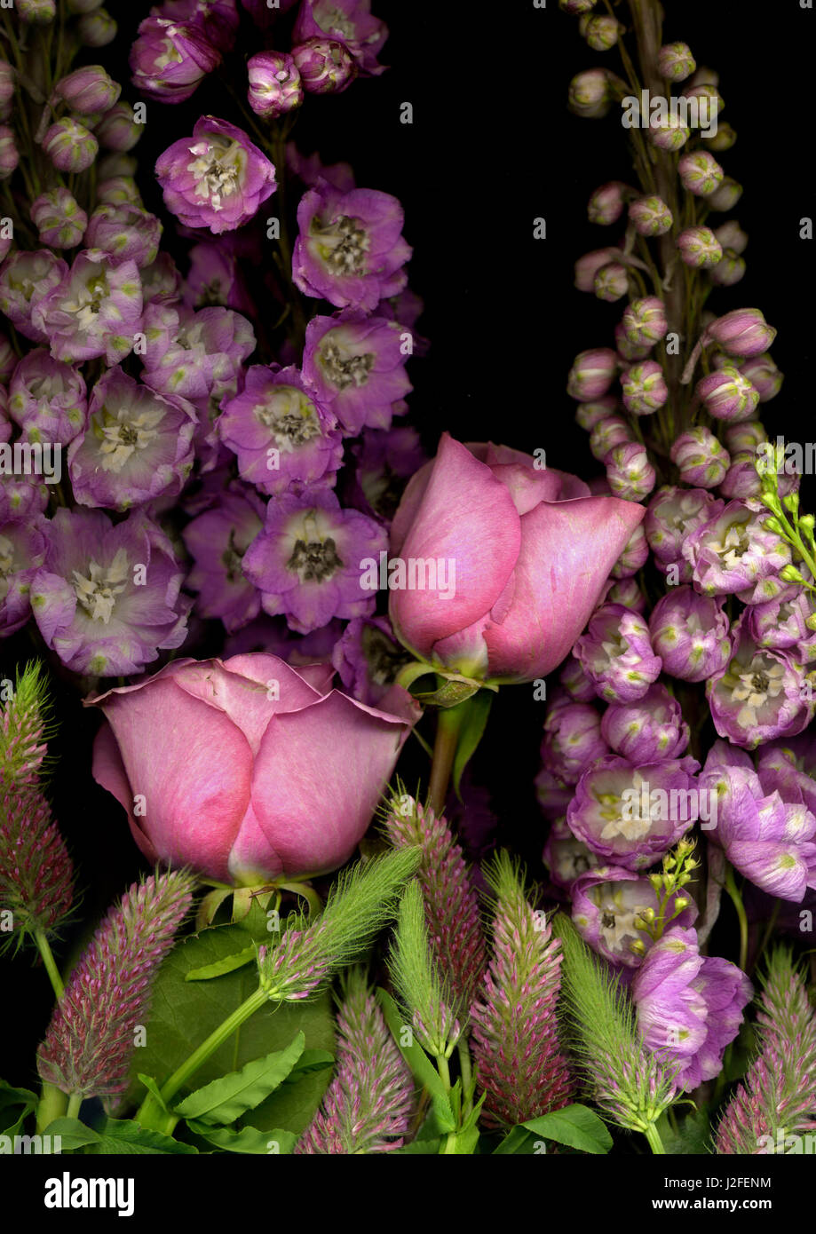 Delphinium and Roses on black background Stock Photo - Alamy