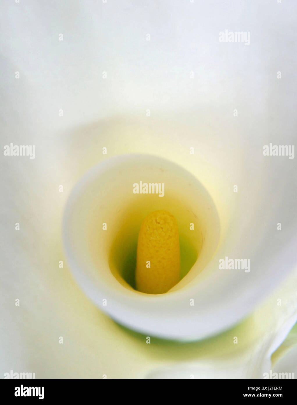 White Calla Lily Abstract Stock Photo - Alamy
