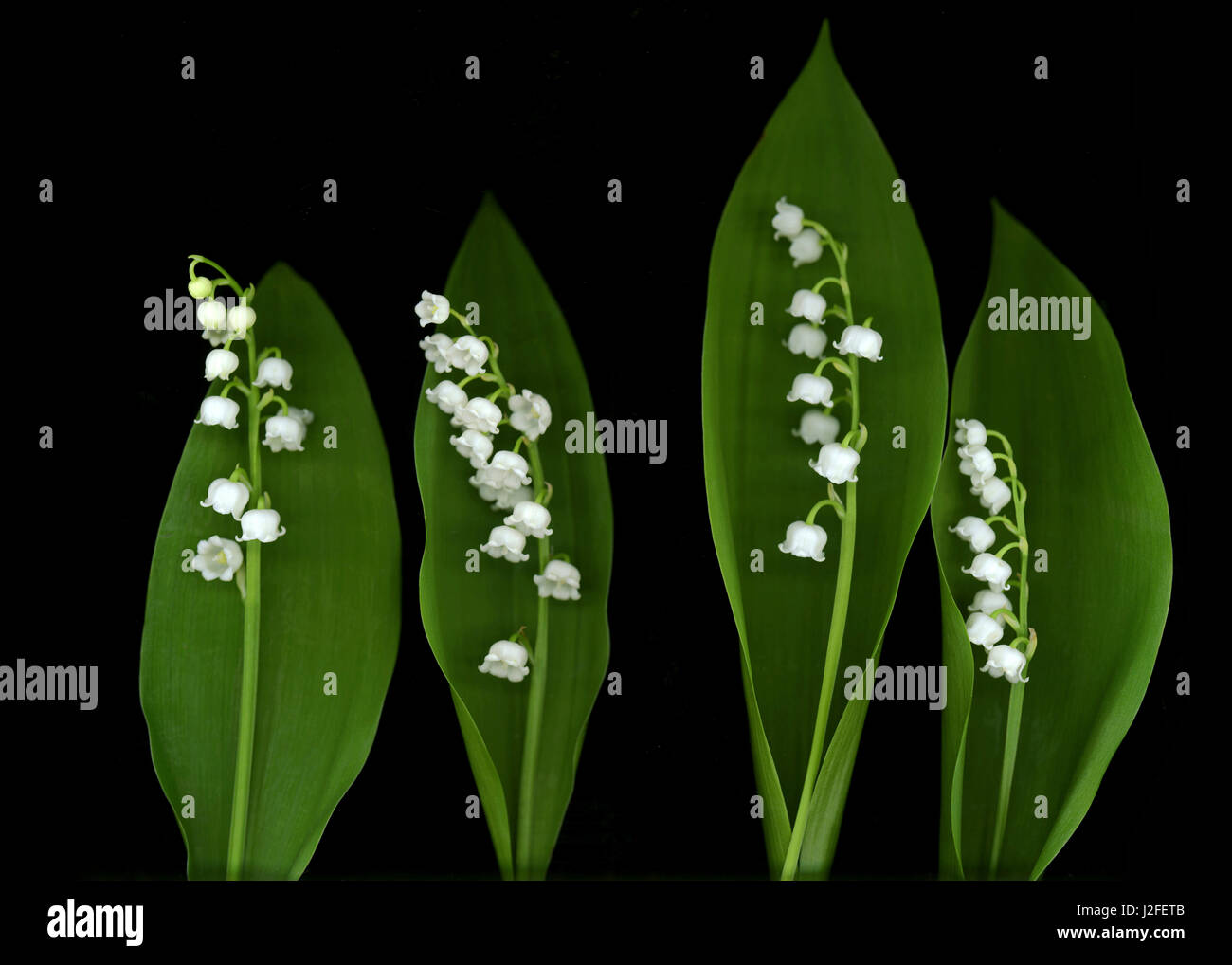 Lily of the Valley study Stock Photo - Alamy
