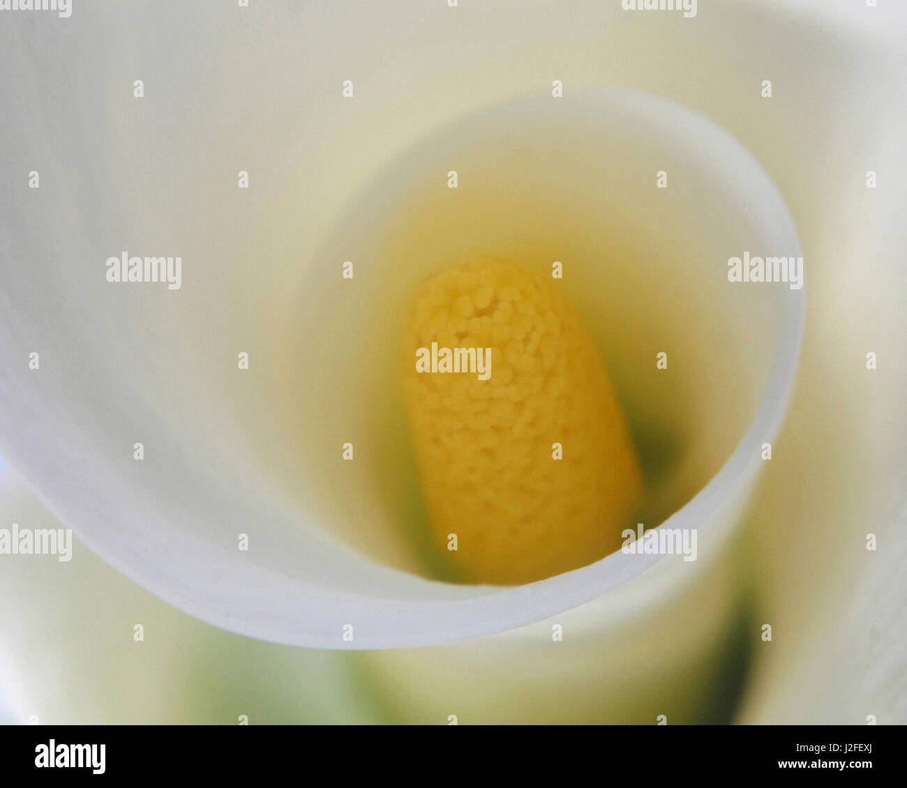 White Calla Lily Abstract Stock Photo - Alamy