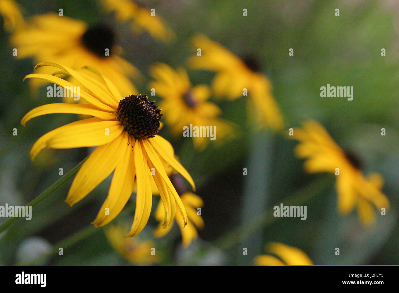 Black Eyed Susan Stock Photo - Alamy