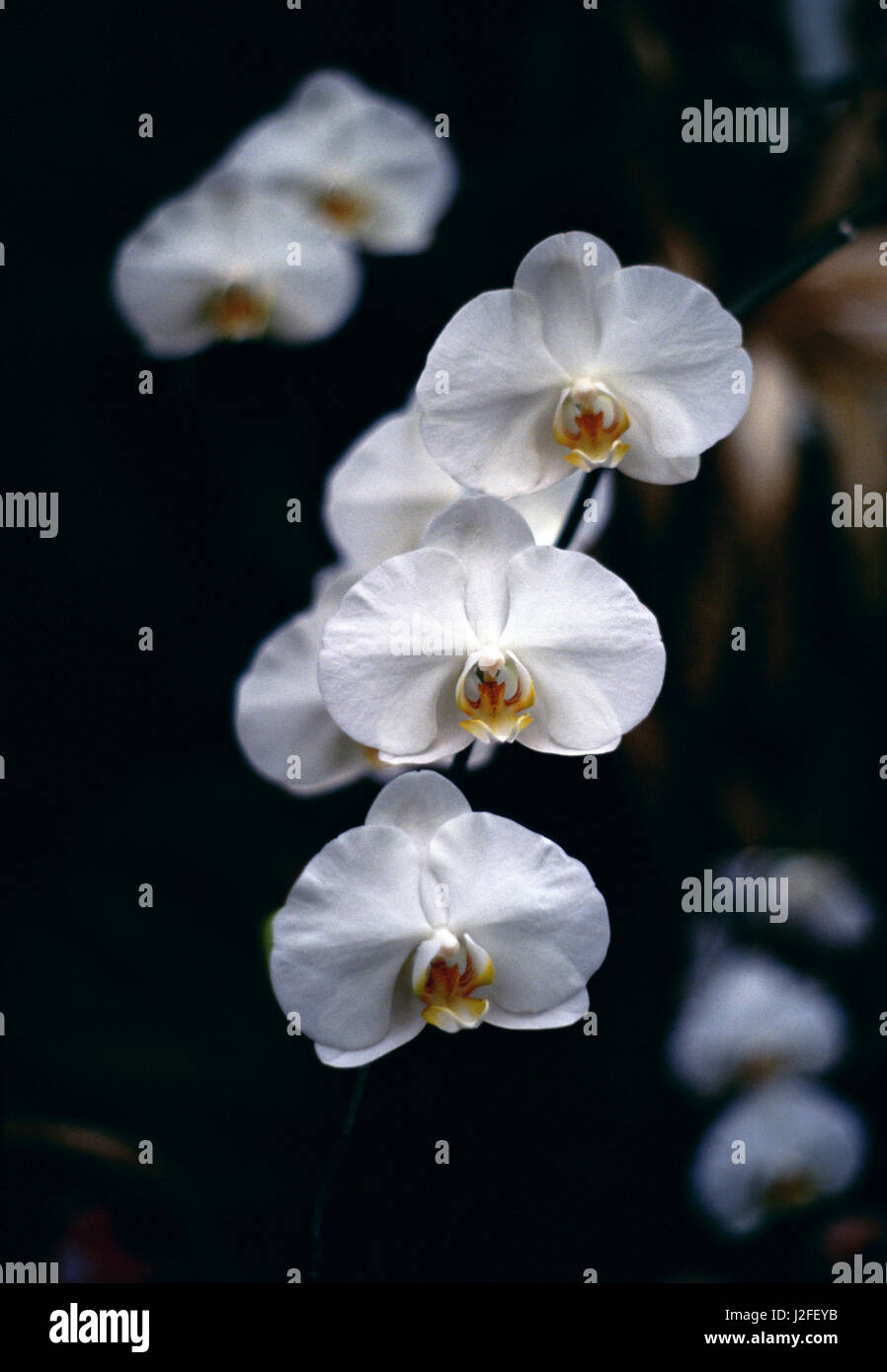 Orchidaceae study hi-res stock photography and images - Alamy