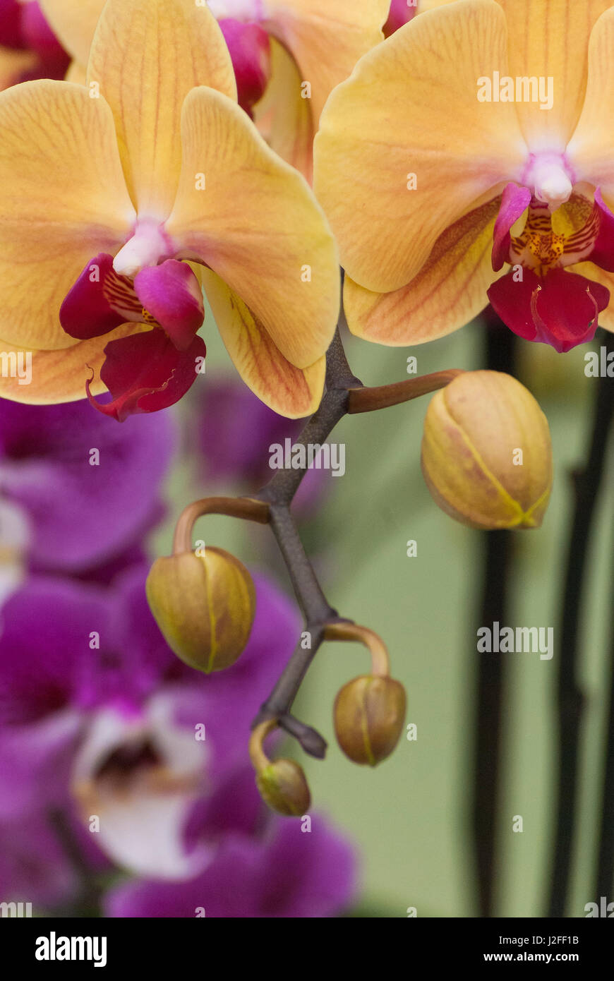 Peach orchid blooms Stock Photo - Alamy