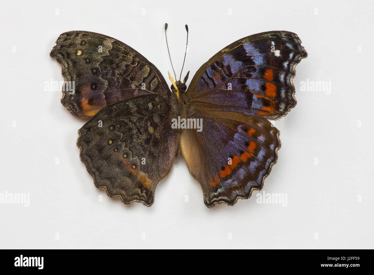 Gaudy Commodore Butterfly, Precis Octavia. Top side on right and bottom ...