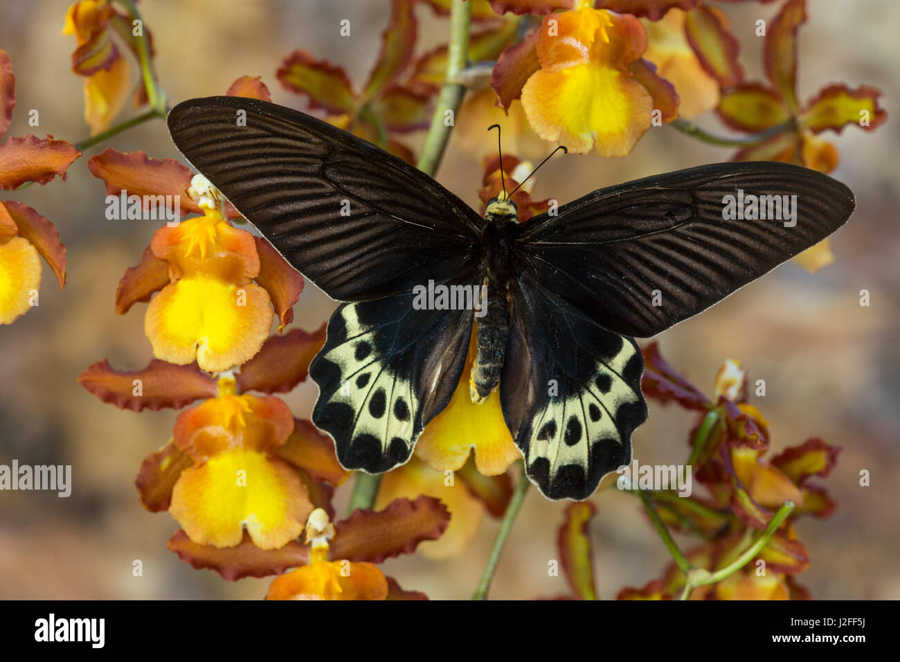 Priapus Batwing Swallowtail Butterfly from S.E. Asia, Atrophaneura ...