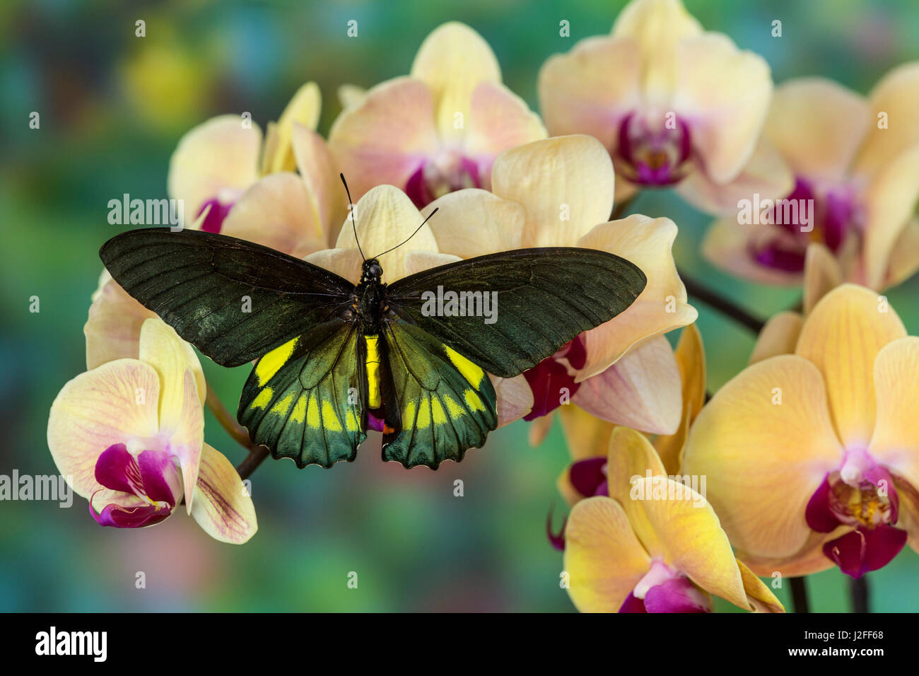 Battus belus hi-res stock photography and images - Alamy