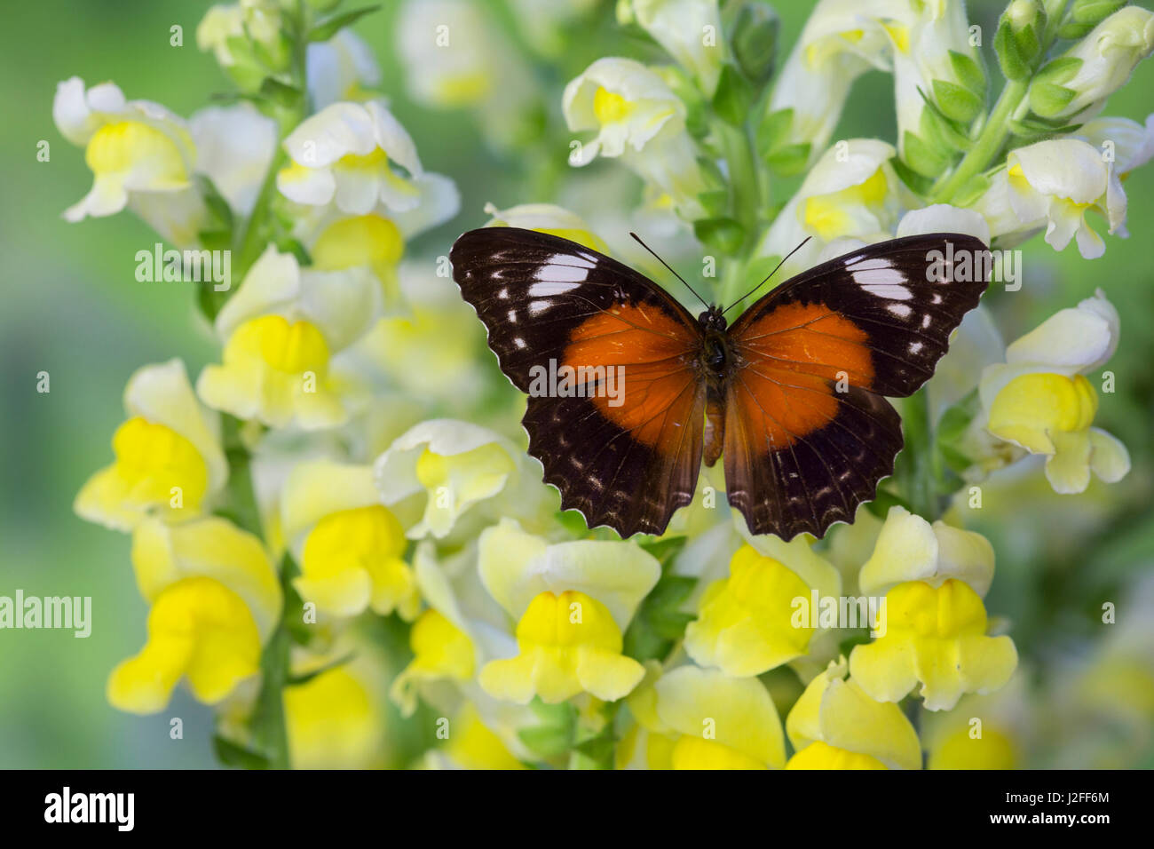 Leopard Lacewing Butterfly, Cethosia cyane Stock Photo - Alamy