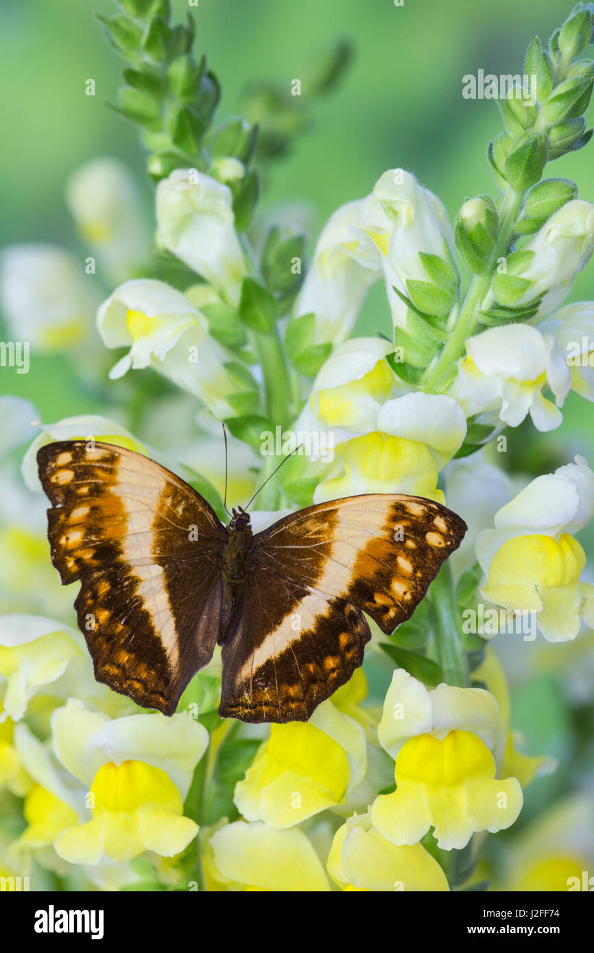 Cymothoe hi-res stock photography and images - Alamy