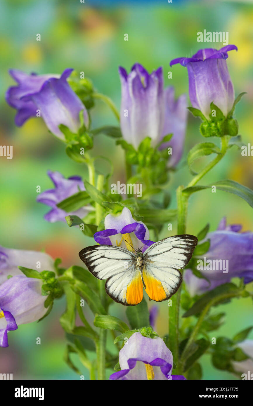 Cepora iudith malaya hi-res stock photography and images - Alamy