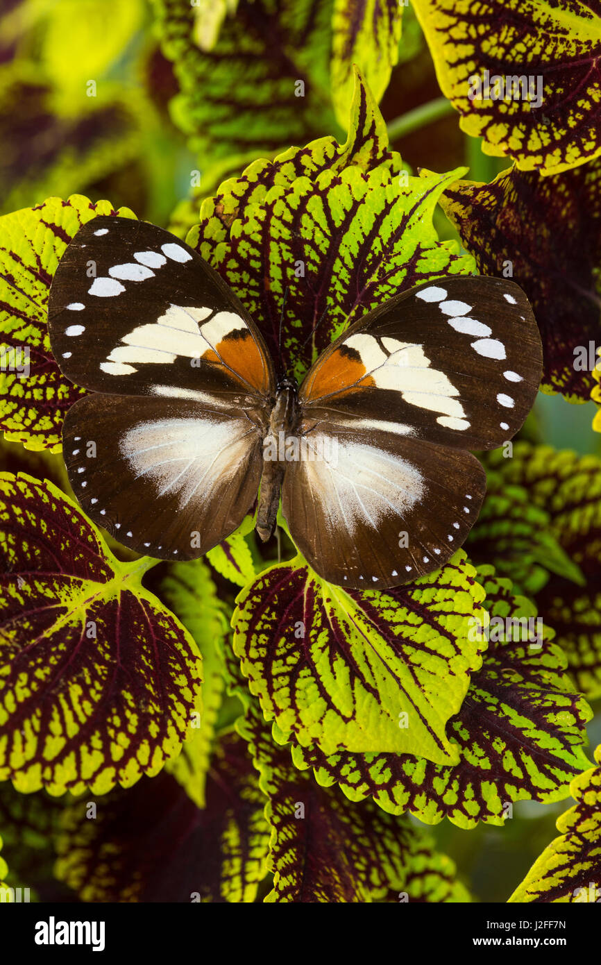 Trajan's Forest Queen Butterfly, Euxanthe trajanus Stock Photo - Alamy