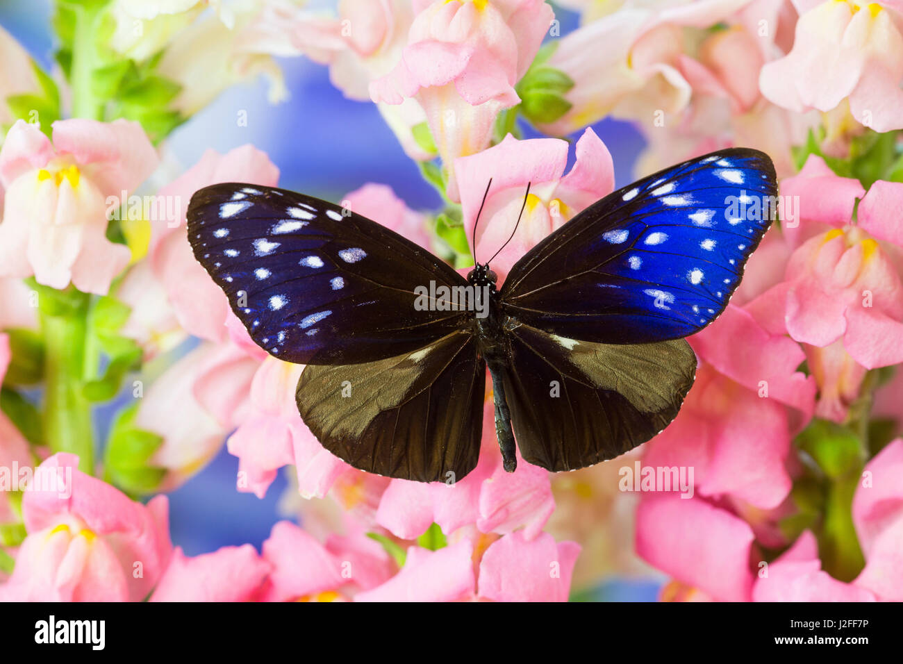 Butterfly the Striped Blue Crow, Euphoea mulcider Stock Photo - Alamy