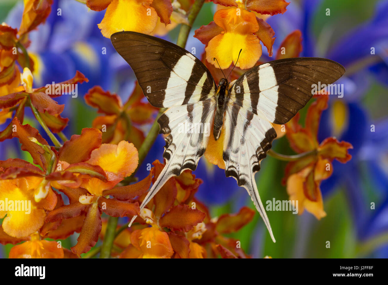 Graphium dorcus butungensis hi-res stock photography and images - Alamy