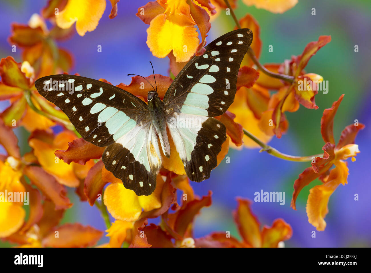 The Lesser Jay Butterfly, Graphium evemon orthia Stock Photo - Alamy