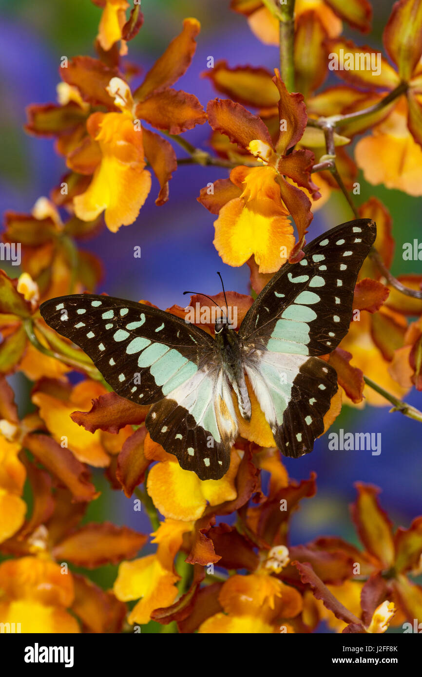 The Lesser Jay Butterfly, Graphium evemon orthia Stock Photo - Alamy