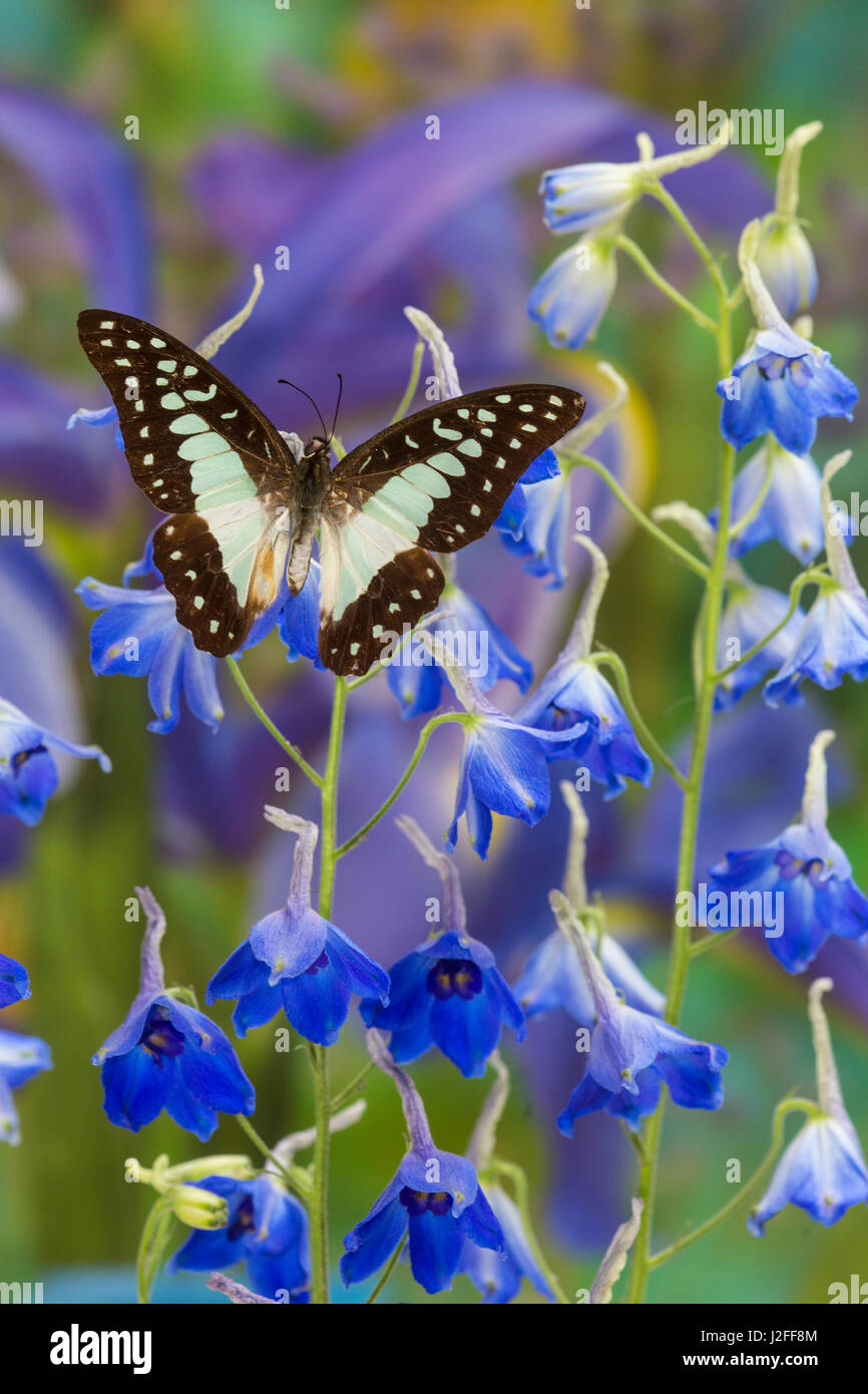The Lesser Jay Butterfly, Graphium evemon orthia Stock Photo - Alamy