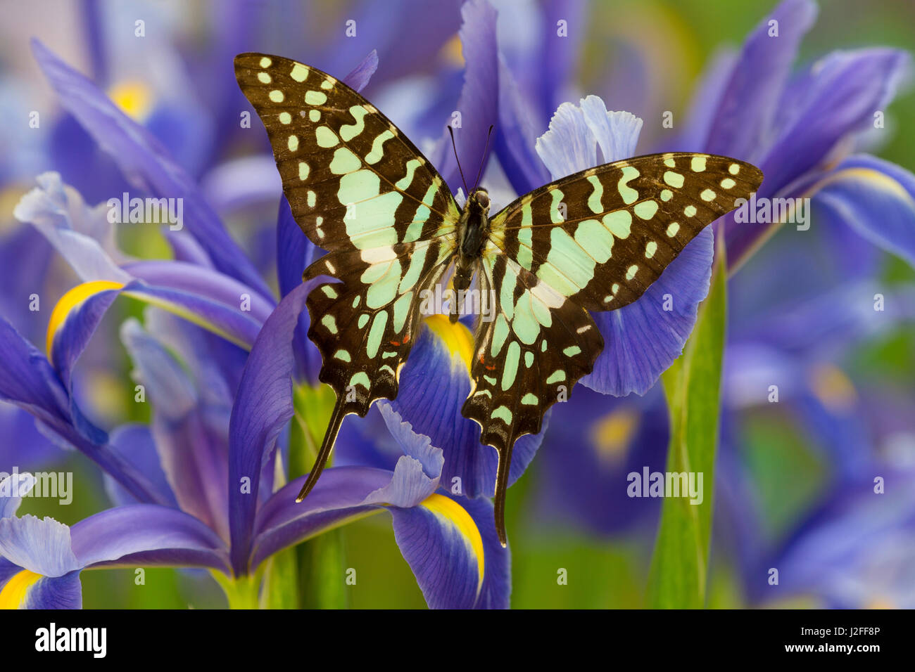 The Large Striped Swordtail Butterfly, Graphium antheus Stock Photo - Alamy