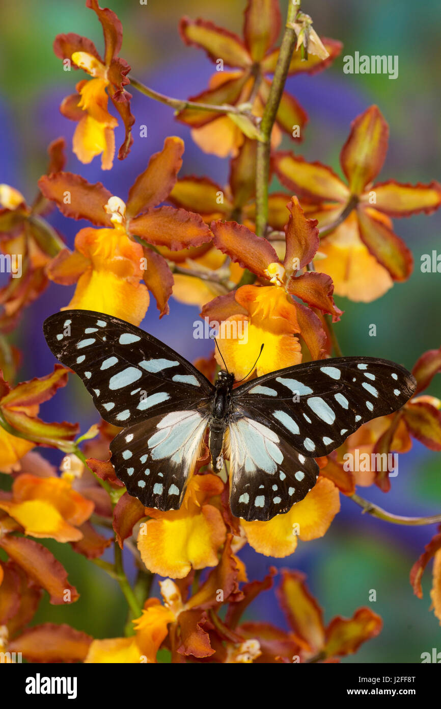 The Veined Swordtail Butterfly, Graphium Leonidas Stock Photo - Alamy