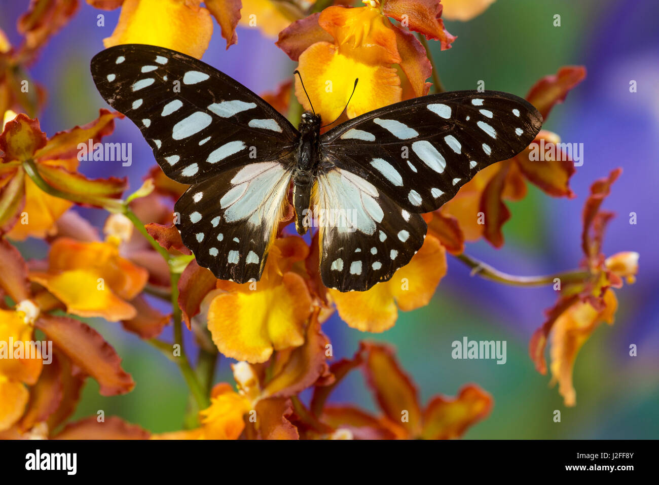 The Veined Swordtail Butterfly, Graphium Leonidas Stock Photo - Alamy