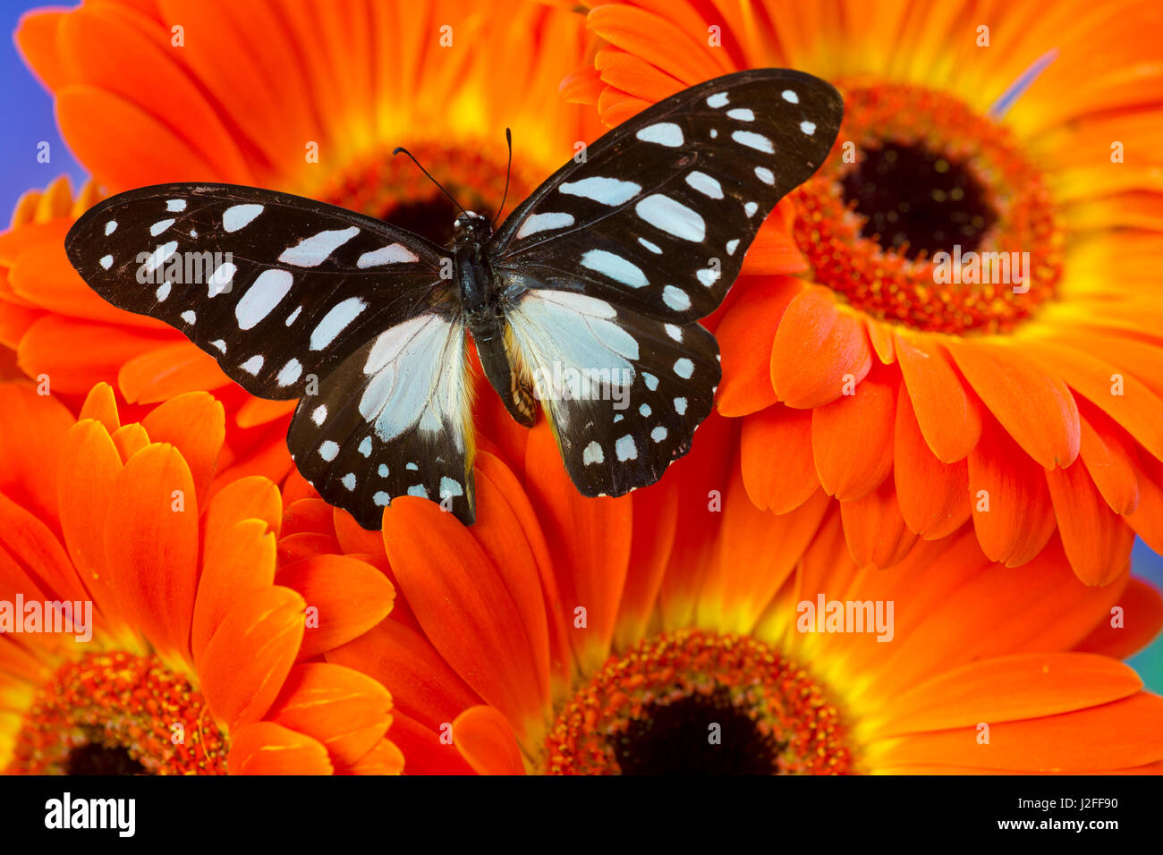 The Veined Swordtail Butterfly, Graphium Leonidas Stock Photo - Alamy