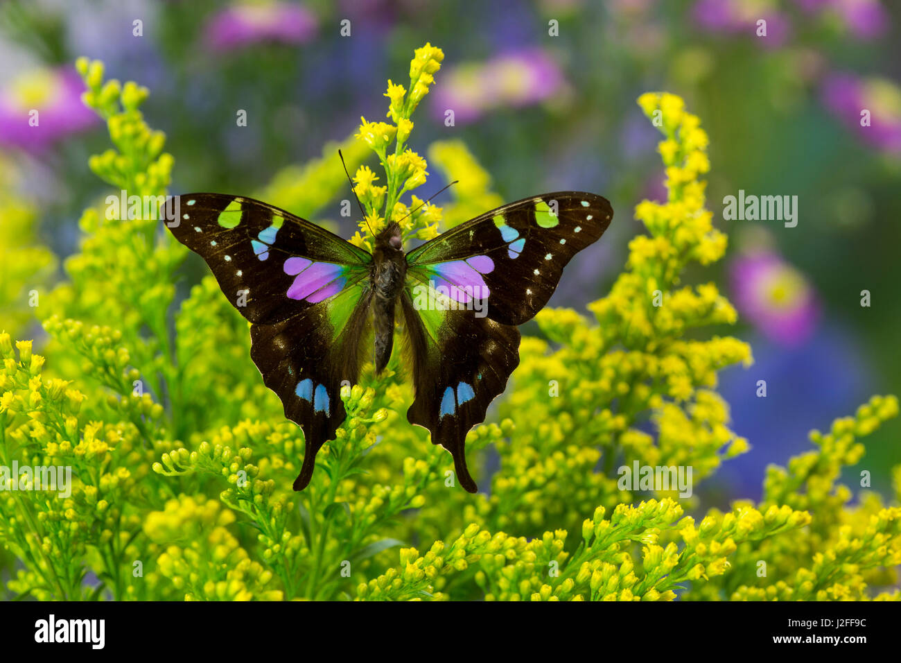 Purple spotted Swallowtail butterfly, Graphium weskit Stock Photo - Alamy
