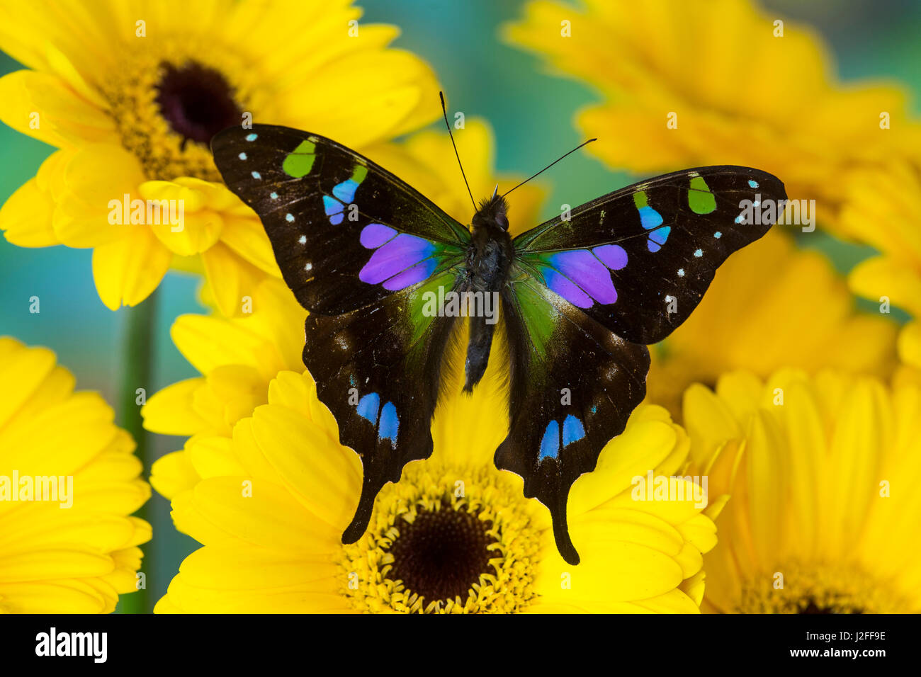 Purple spotted Swallowtail butterfly, Graphium weskit Stock Photo - Alamy