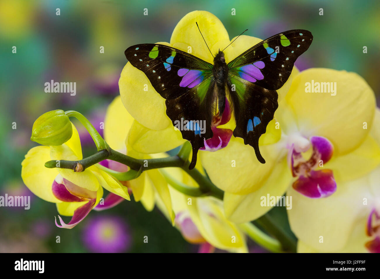 Purple spotted Swallowtail butterfly, Graphium weskit Stock Photo - Alamy
